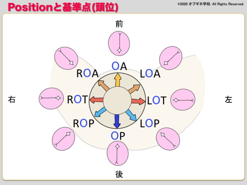 ALSO受験者必見！Lie, Presentation, Attitude, Position 欧米式の胎位・胎向・胎勢について│見えてくる産 ...