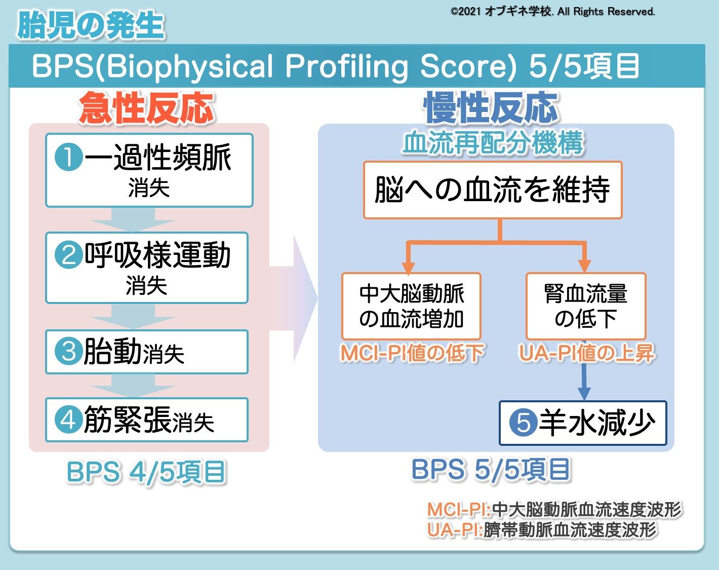 もう暗記しない！面白いほど理解できるBPS 徹底解説 │見えてくる産婦人科学 オブギネ学校