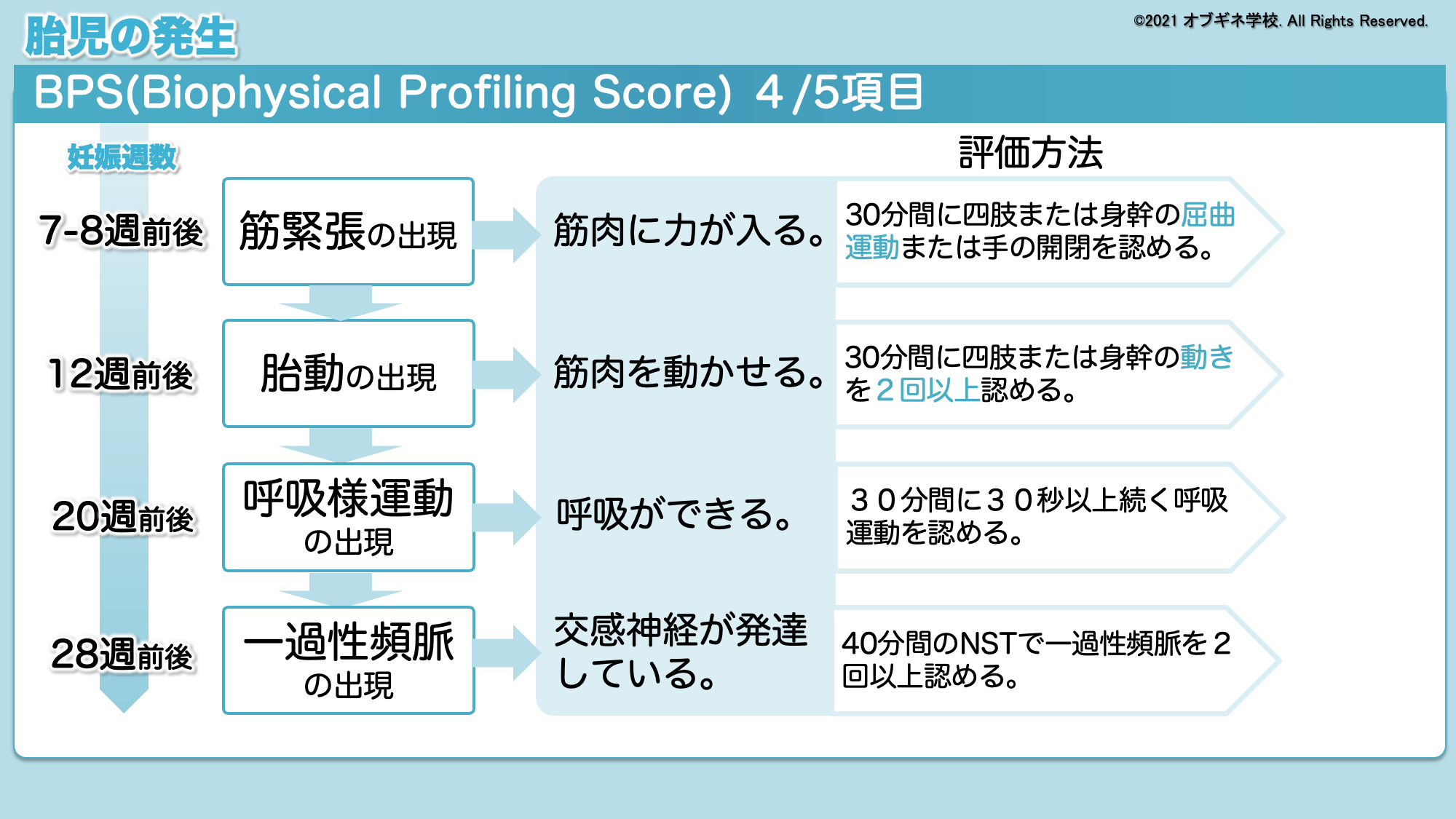 もう暗記しない！面白いほど理解できるBPS 徹底解説 │見えてくる産婦人科学 オブギネ学校